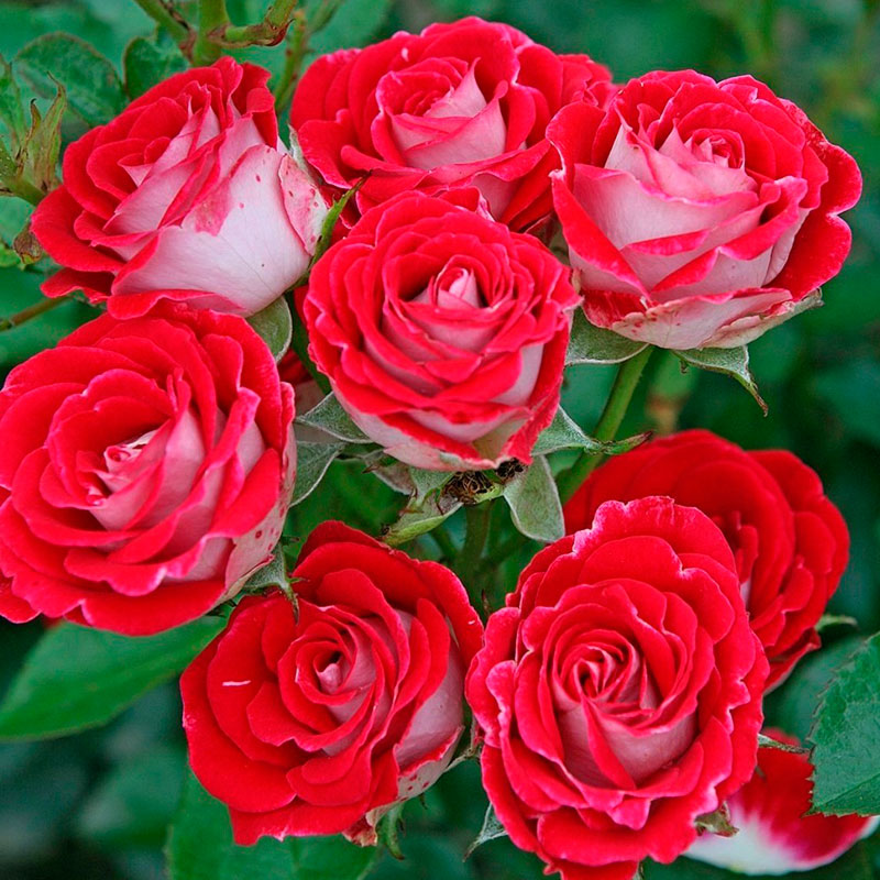 Ruby Star Rose Seedlings Flower Seeds Perennial Growing Bonsai Corms ...