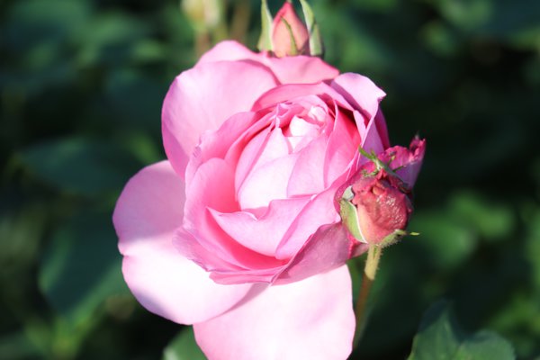 Louis Rose Seedlings Flower Seeds Perennial Growing Bonsai Corms Tubers ...