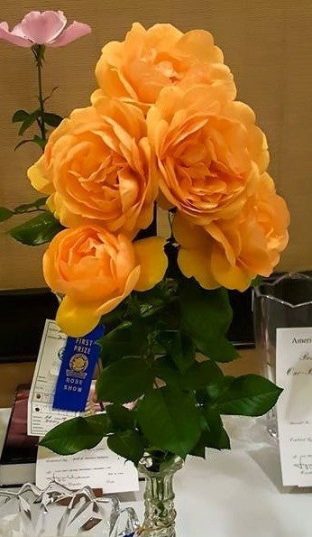 Deep Yellow Rose Seedlings Flower Seeds Perennial Growing Bonsai Corms ...
