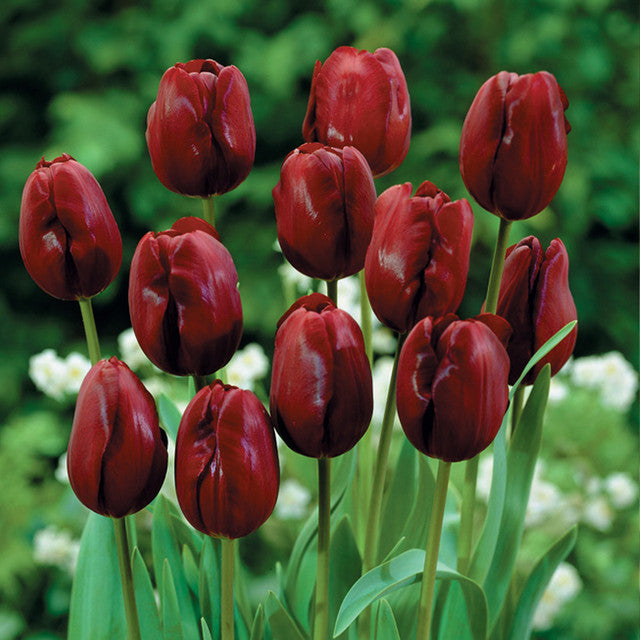 Triumph Tulip Collection Bulbs Blooms Species Growing Bonsai Roots Rhizomes Corms Tubers Potted ...