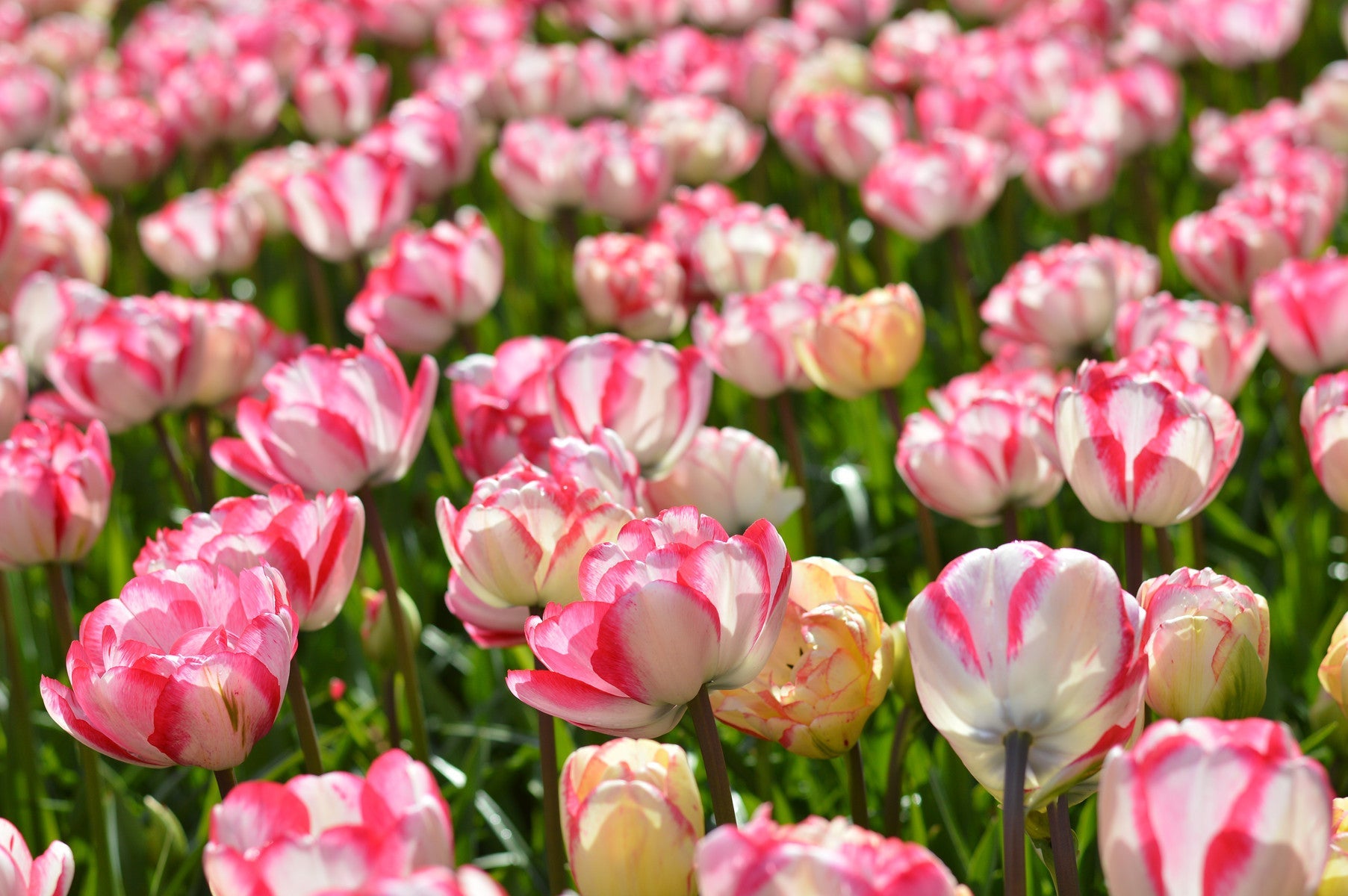 Tulip Bulbs Cartouche Blooms Species Growing Bonsai Roots Rhizomes ...