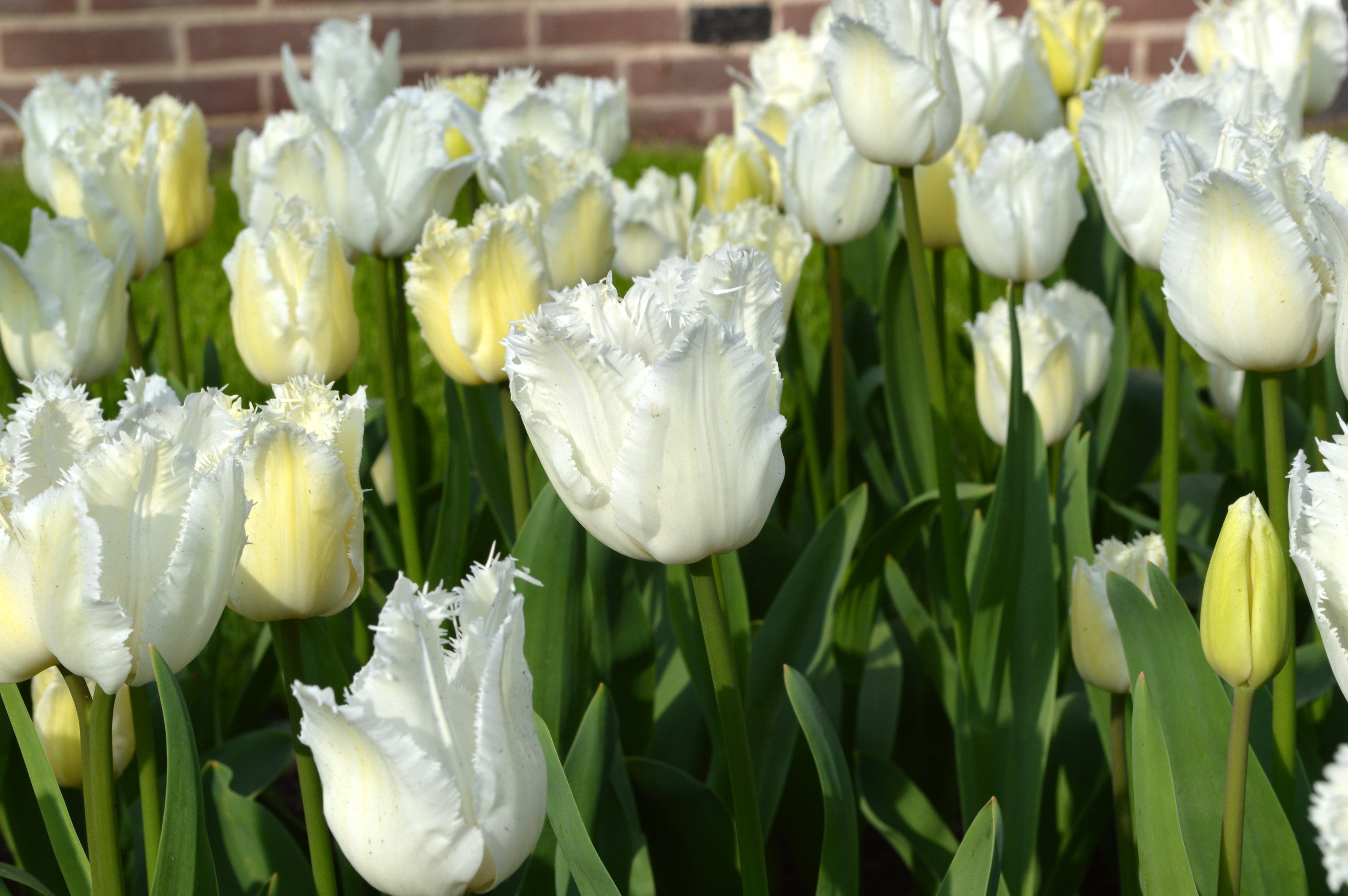 Tulip Bulbs Daytona Species Growing Bonsai Roots Rhizomes Corms Tubers ...