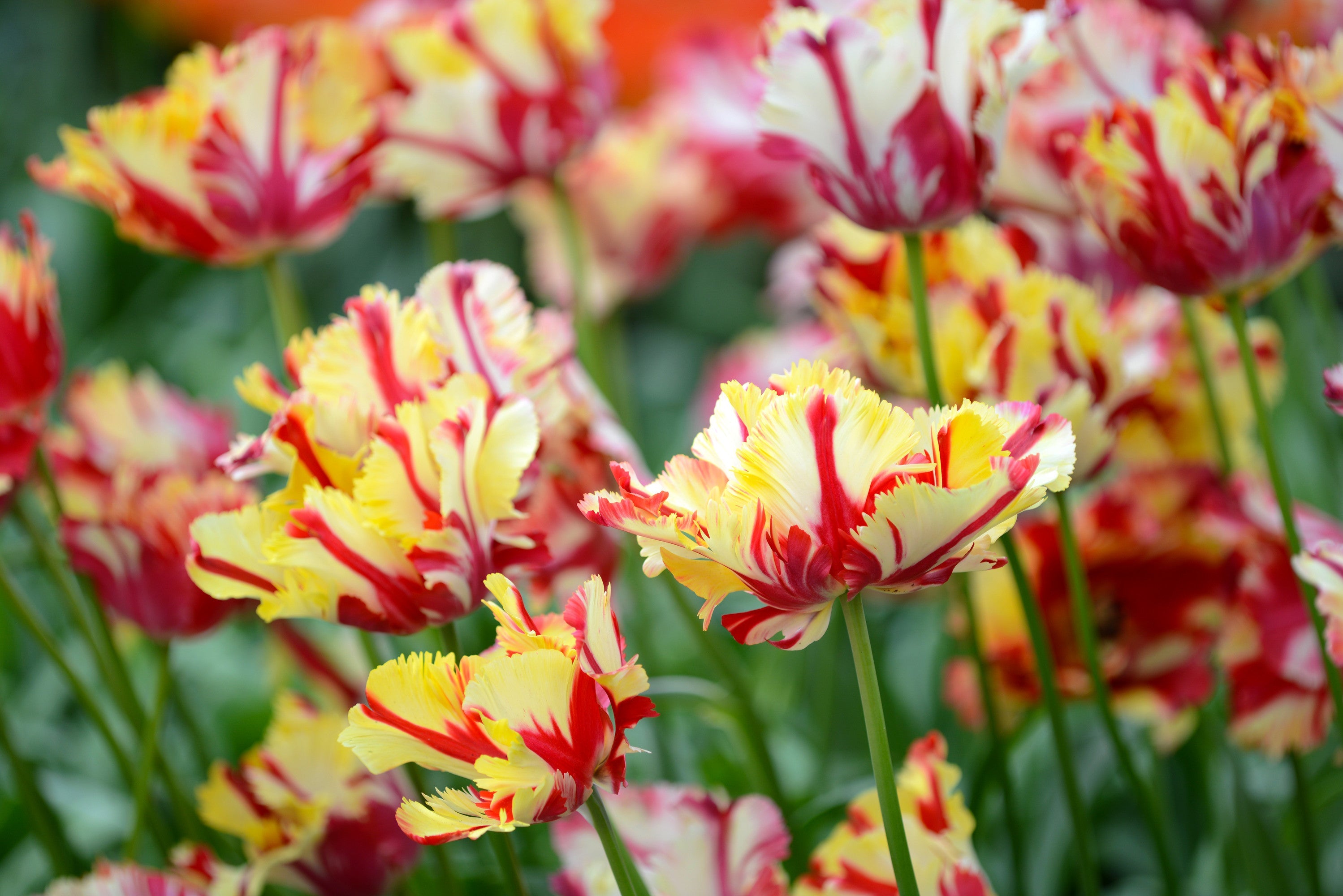Tulip Bulbs Flaming Parrot Blooms Species Growing Bonsai Roots Rhizomes Corms Tubers Potted ...