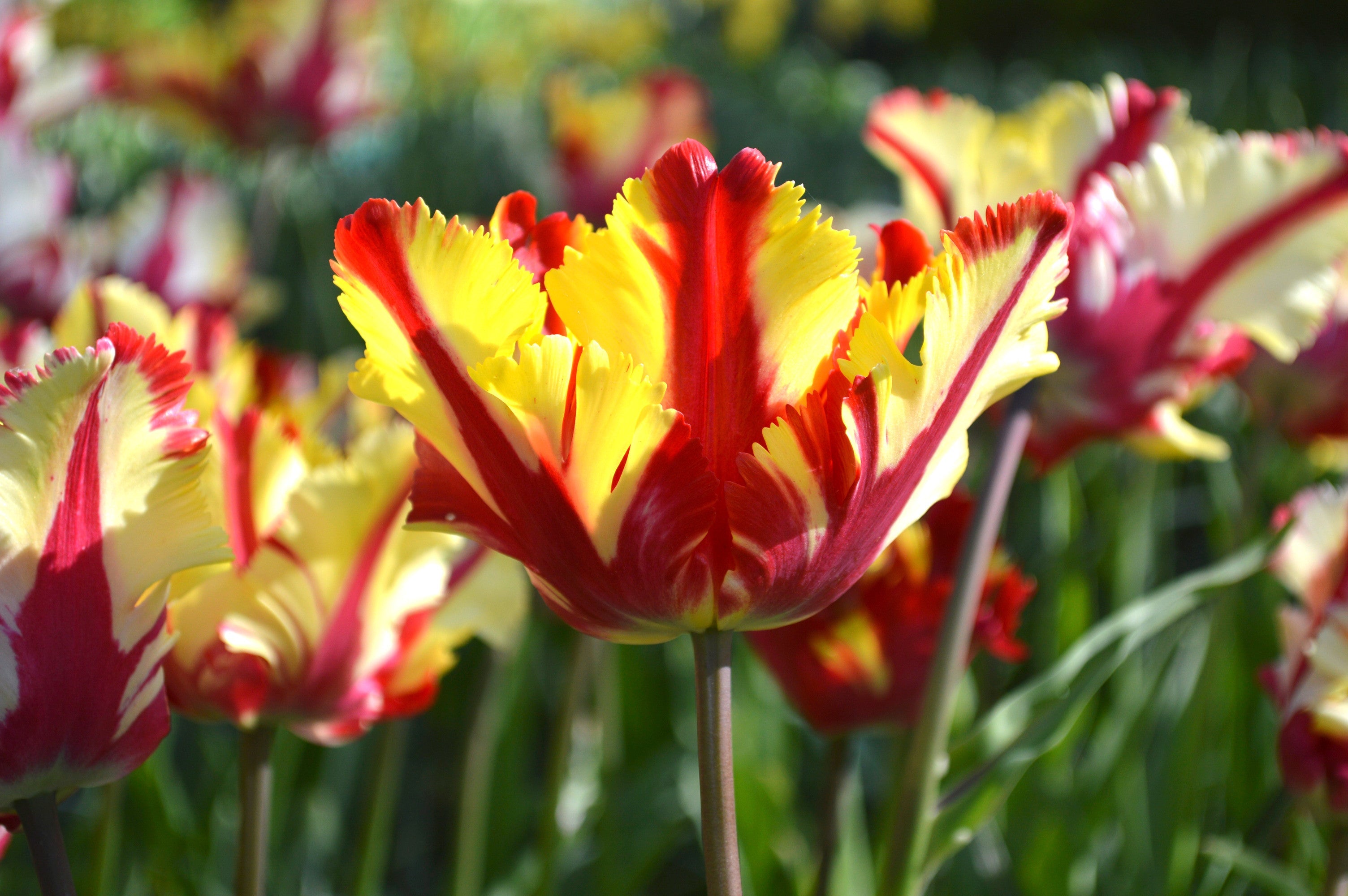 Tulip Bulbs Flaming Parrot Blooms Species Growing Bonsai Roots Rhizomes Corms Tubers Potted ...