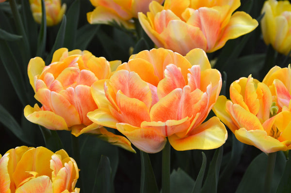 Tulip Bulbs Foxy Foxtrot Blooms Species Growing Bonsai Roots Rhizomes ...