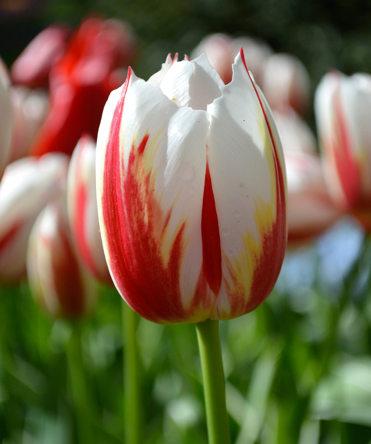 Tulip Bulbs Happy Generation Blooms Species Growing Bonsai Roots Rhizomes Corms Tubers Potted ...