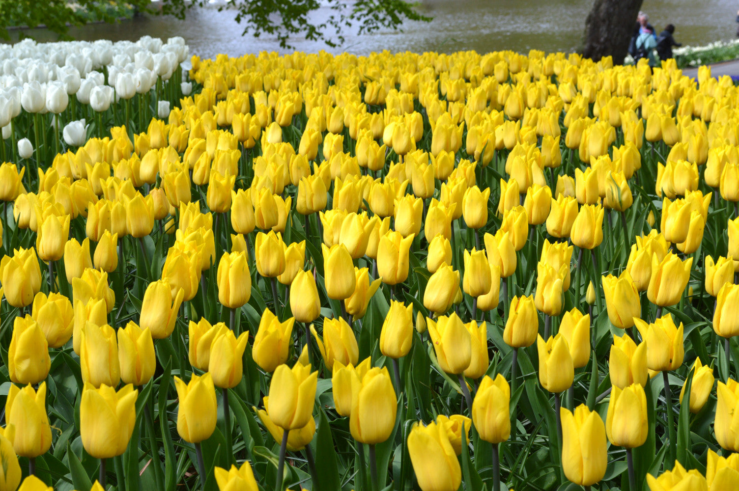 Tulip Bulbs Strong Gold Blooms Species Growing Bonsai Roots Rhizomes ...