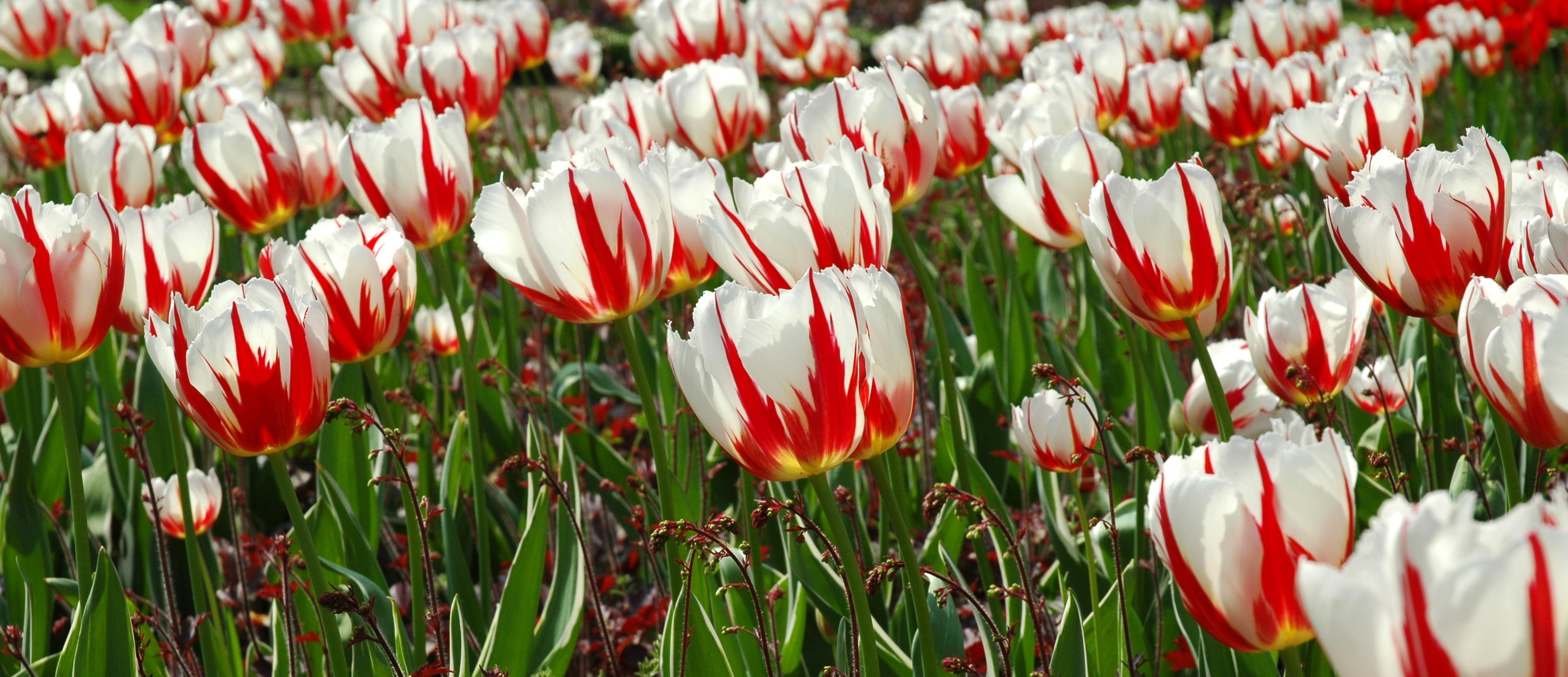 Tulip Bulbs Happy Generation Blooms Species Growing Bonsai Roots ...