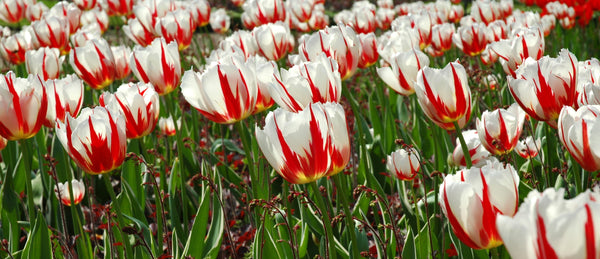 Tulip Bulbs Happy Generation Blooms Species Growing Bonsai Roots Rhizomes Corms Tubers Potted ...