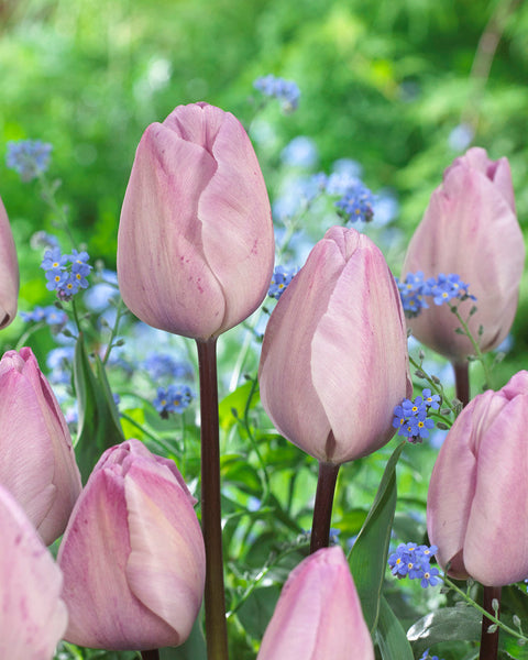 Tulip Bulbs Jacuzzi Blooms Species Growing Bonsai Roots Rhizomes Corms ...