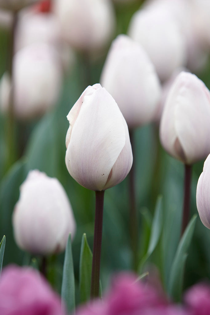 Tulip Bulbs Jacuzzi Blooms Species Growing Bonsai Roots Rhizomes Corms Tubers Potted Planting ...