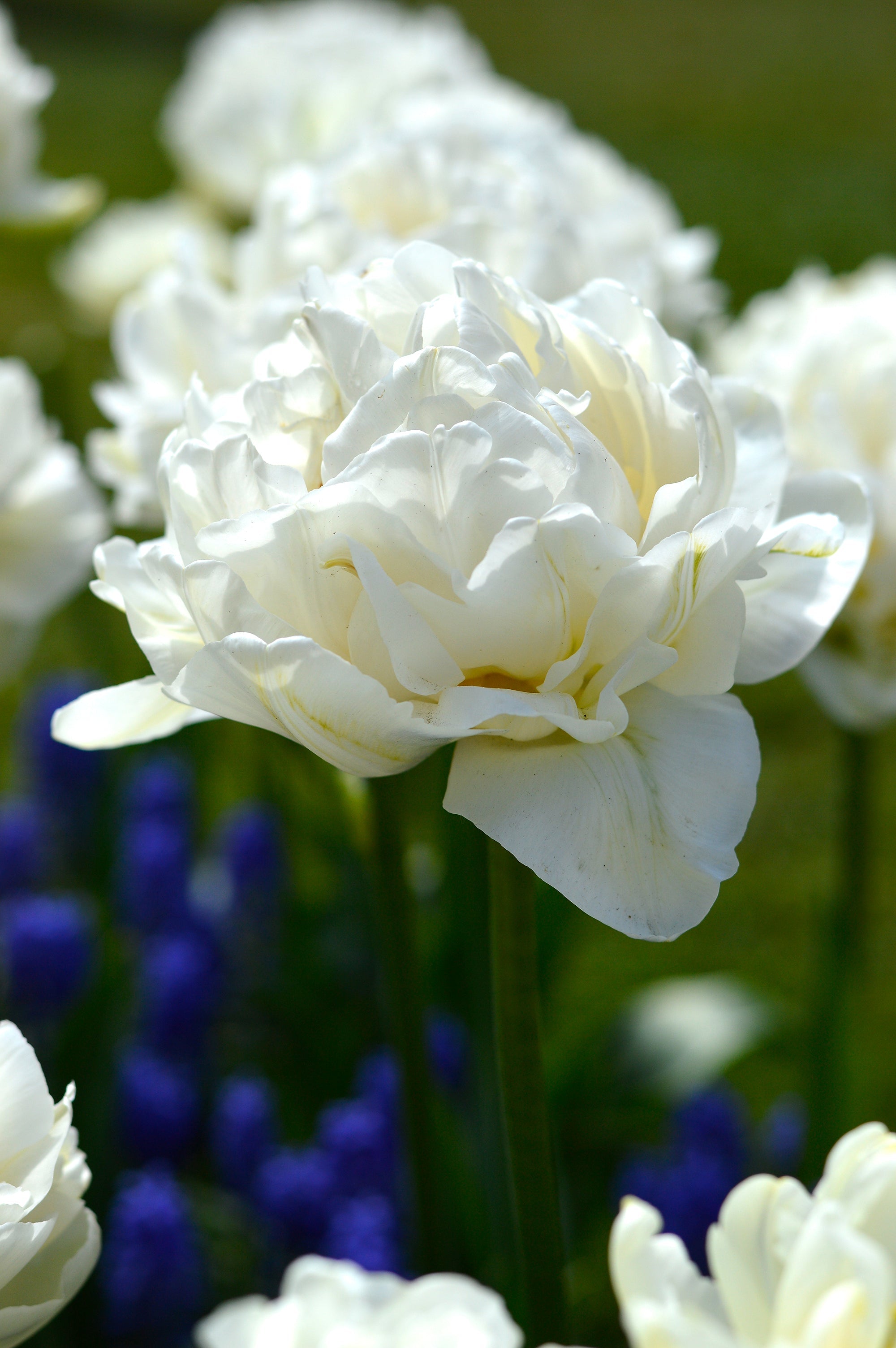 Tulip Bulbs Mondial Blooms Species Growing Bonsai Roots Rhizomes Corms ...