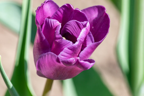 Tulip Bulbs Purple Pride Blooms Species Growing Bonsai Roots Rhizomes ...