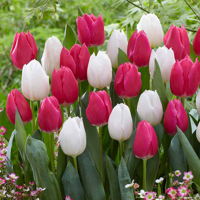 Tulip Bulbs Christmas Marvel Blooms Species Growing Bonsai Roots Rhizomes Corms Tubers Potted ...