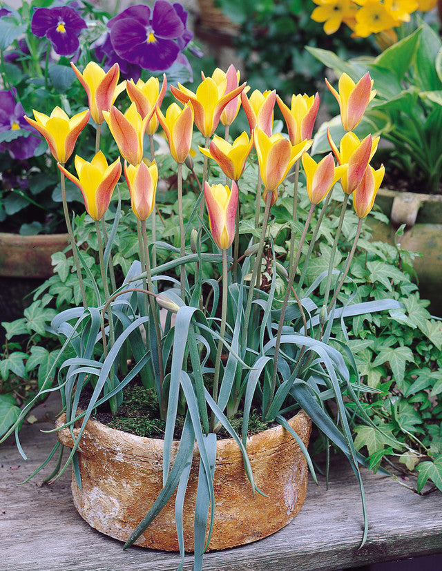 Clusiana Var Chrysantha Tulip Bulbs Blooms Species Growing Bonsai Roots Rhizomes Corms Tubers ...