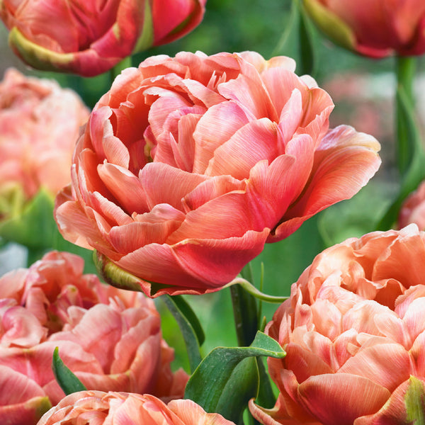 Tulip Bulbs Copper Image Blooms Species Growing Bonsai Roots Rhizomes ...