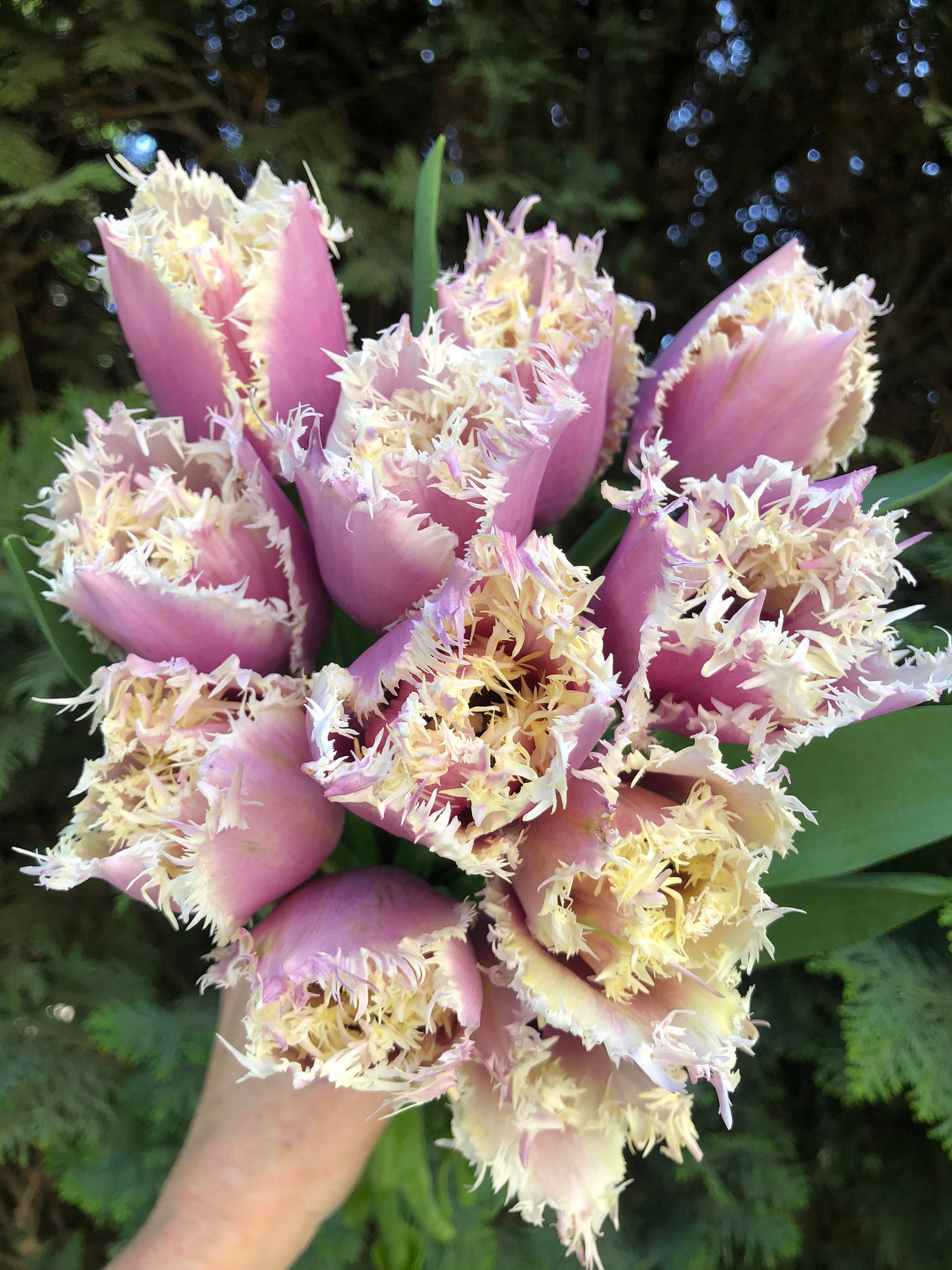 Tulip Bulbs Cummins Blooms Species Growing Bonsai Roots Rhizomes Corms Tubers Potted Planting ...