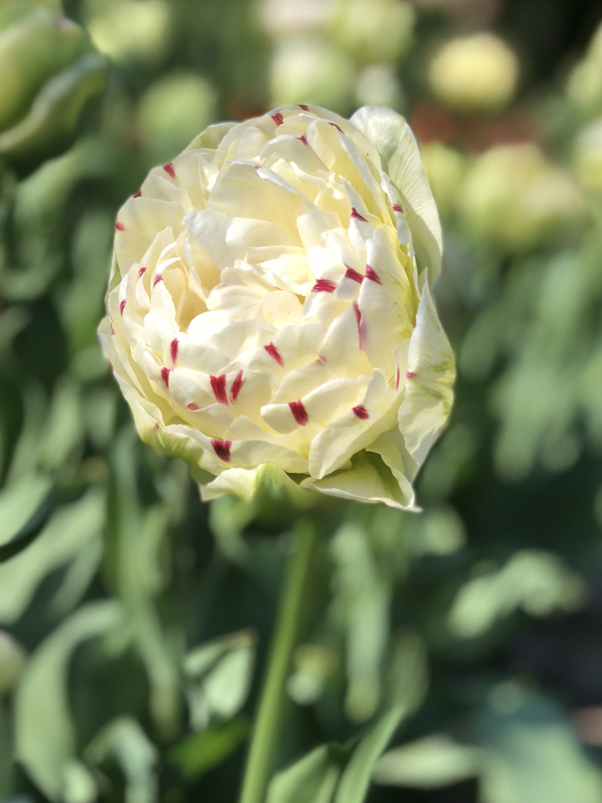 Tulip Bulbs Danceline Blooms Species Growing Bonsai Roots Rhizomes Corms Tubers Potted Planting ...