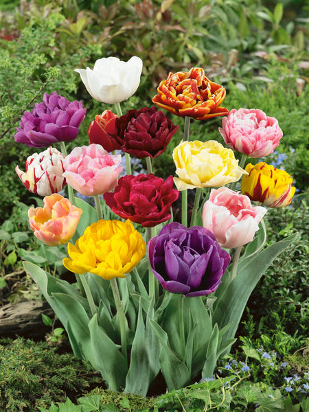 Double Late Tulips Mixed Bulbs Blooms Species Growing Bonsai Roots ...