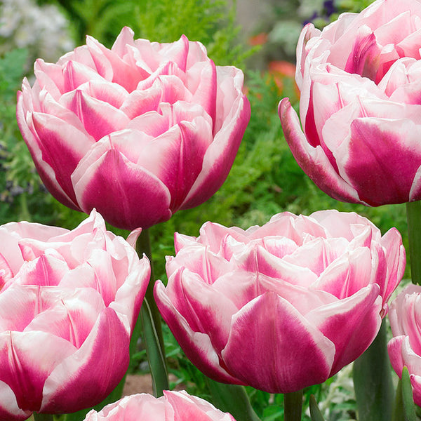 Tulip Bulbs Fantasy Lady Blooms Species Growing Bonsai Roots Rhizomes ...
