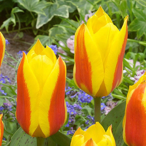 First Love Tulip Bulbs Blooms Species Growing Bonsai Roots Rhizomes ...
