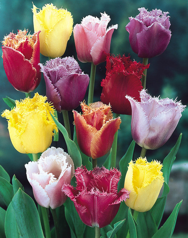 Tulip Bulbs Fringed Tulips Mixed Blooms Species Growing Bonsai Roots Rhizomes Corms Tubers ...