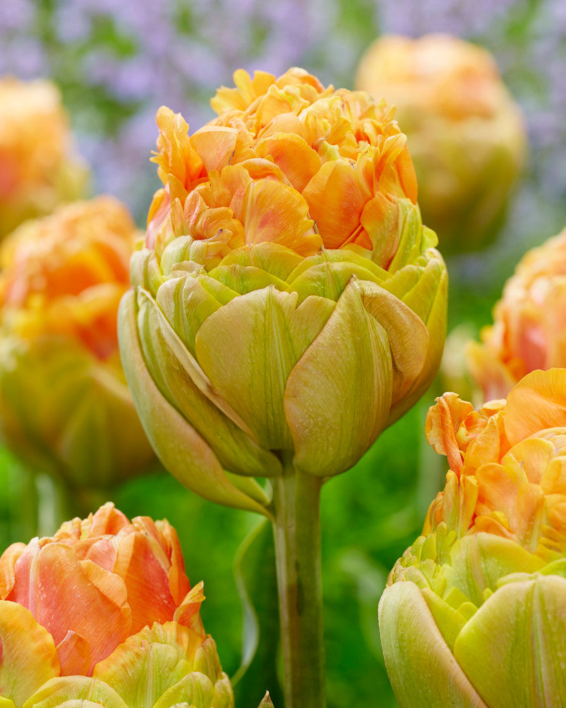 Tulip Bulbs Giant Peach Blooms Species Growing Bonsai Roots Rhizomes ...