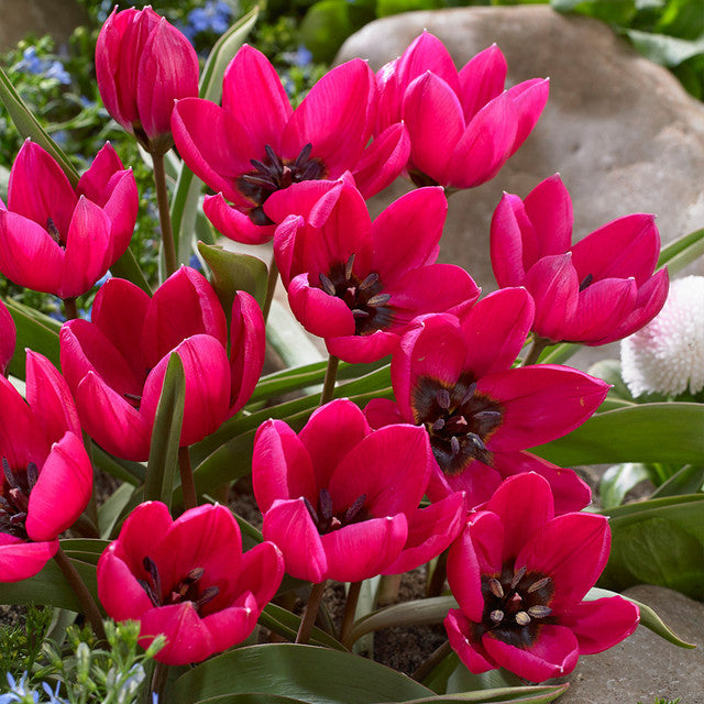 Tulip Bulbs Humilis Collection Blooms Species Growing Bonsai Roots ...