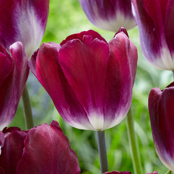 Tulip Bulbs Kansas Proud Blooms Species Growing Bonsai Roots Rhizomes ...