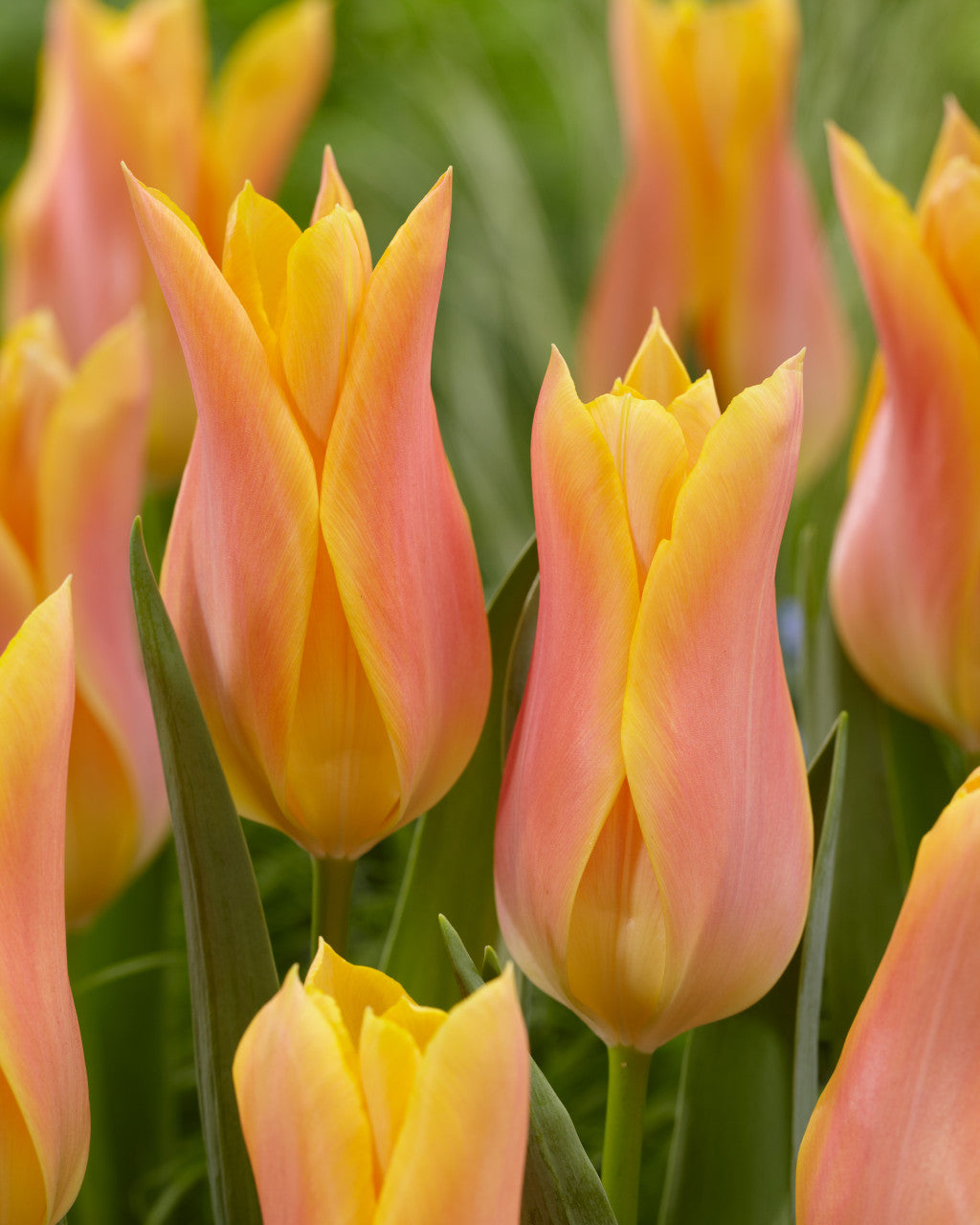 Tulip Marianne Bulbs Blooms Species Growing Bonsai Roots Rhizomes Corms Tubers Potted Planting ...