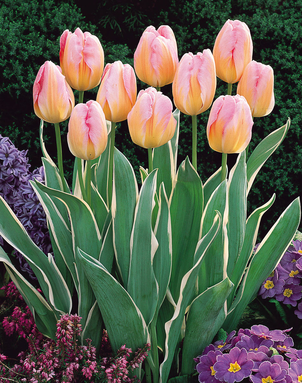 Tulip New Design Bulbs Blooms Species Growing Bonsai Roots Rhizomes Corms Tubers Potted Planting ...