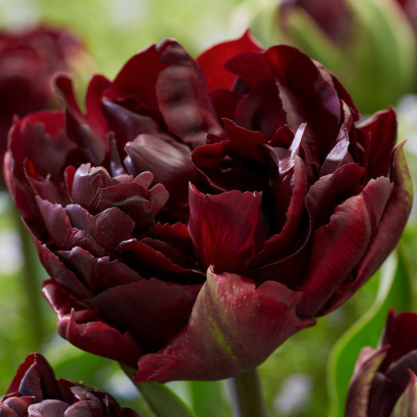 Tulip Bulbs Palmyra Blooms Species Growing Bonsai Roots Rhizomes Corms ...