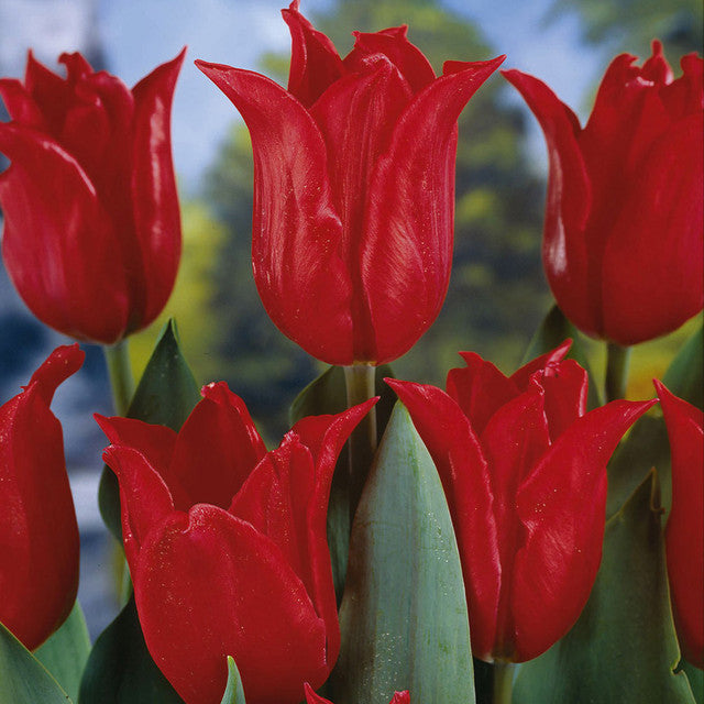 Pretty Woman Tulip Bulbs Blooms Species Growing Bonsai Roots Rhizomes ...