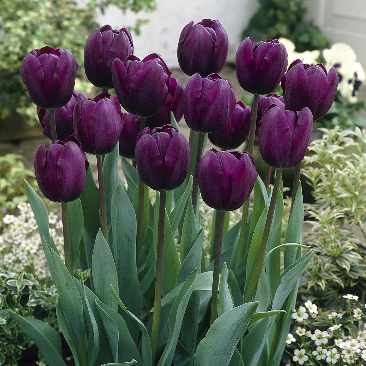 Tulip Bulbs Recreado Blooms Species Growing Bonsai Roots Rhizomes Corms Tubers Potted Planting ...