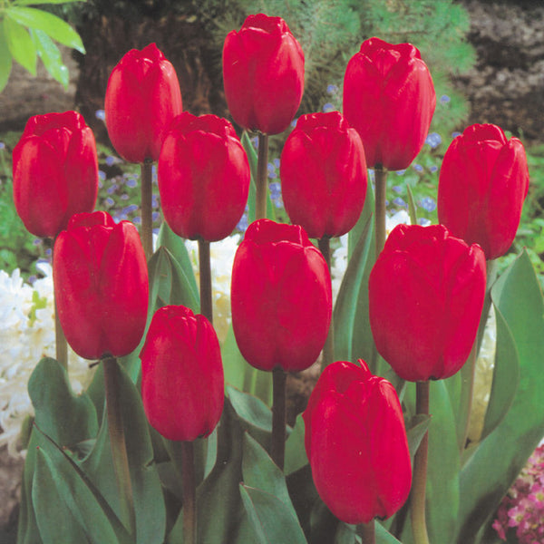 Tulip Bulbs Red Impression Blooms Species Growing Bonsai Roots Rhizomes ...