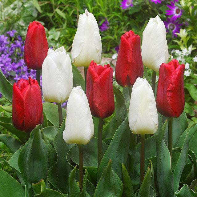 Ruby Prince Tulip Bulbs Blooms Species Growing Bonsai Roots Rhizomes ...