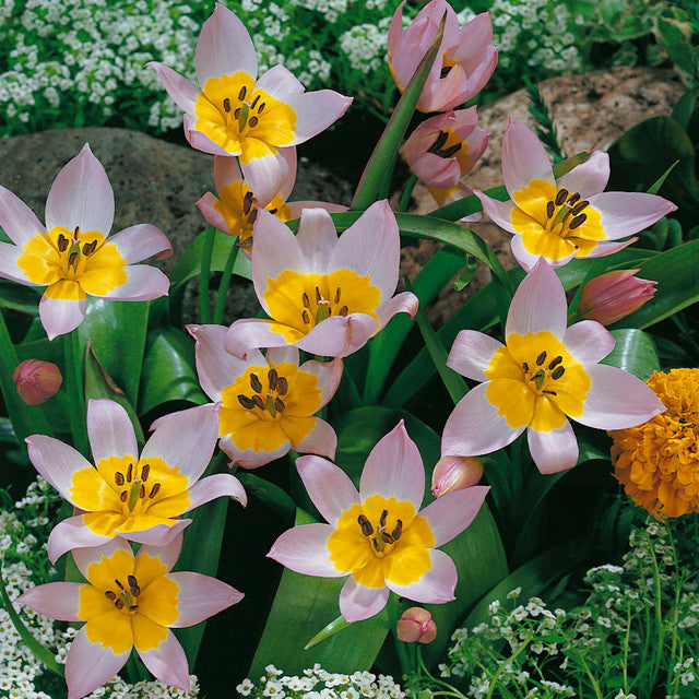 Saxatilis Tulip Bulbs Blooms Species Growing Bonsai Roots Rhizomes Corms Tubers Potted Planting ...