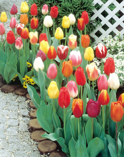 Single Late Tulips Mix Bulbs Blooms Species Growing Bonsai Roots ...