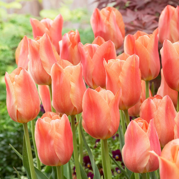 Tulip Bulbs Stunning Apricot Blooms Species Growing Bonsai Roots ...
