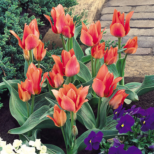 Tulip Bulbs Toronto Blooms Species Growing Bonsai Roots Rhizomes Corms ...