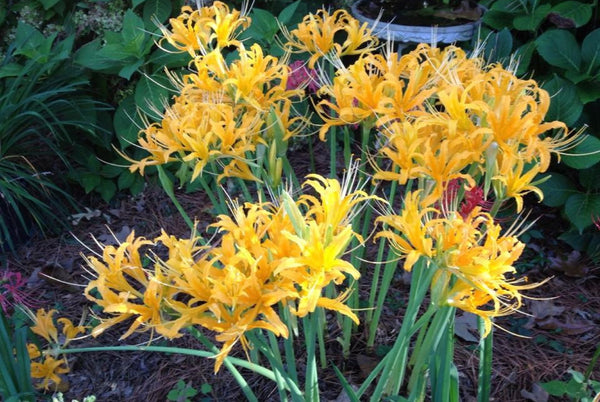 Yellow Aurea Lycoris Spider Lilies Bulbs Radiata Hurricane Lily Cluster ...