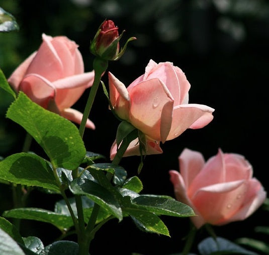 Aphrodite Rose Seedlings Flower Seeds Perennial Growing Bonsai Corms ...
