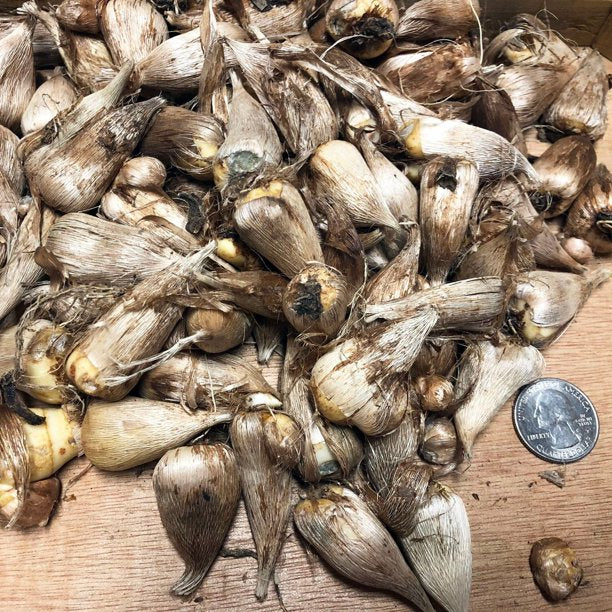 Single Mix Freesia Bulbs Growing Bonsai Roots Rhizomes Corms Tubers ...