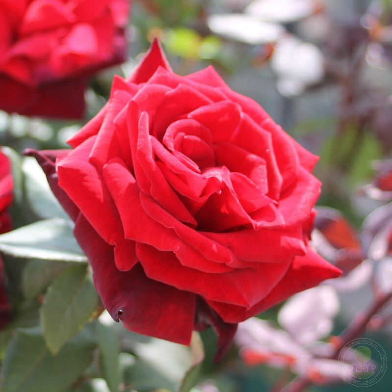Barcarole count of barcarole Rose Seedlings Flower Seeds Perennial ...
