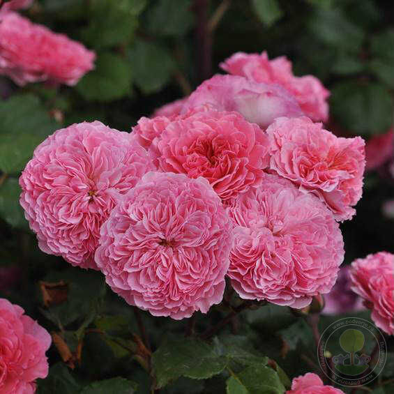 Katarina Frayla Theo Clevers Rose Seedlings Flower Seeds Perennial ...