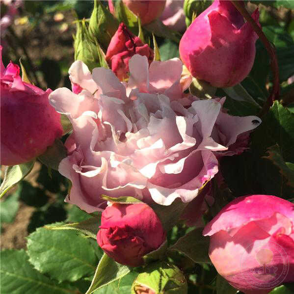 Sophie Rochas Rose Seedlings Flower Seeds Perennial Growing Bonsai ...