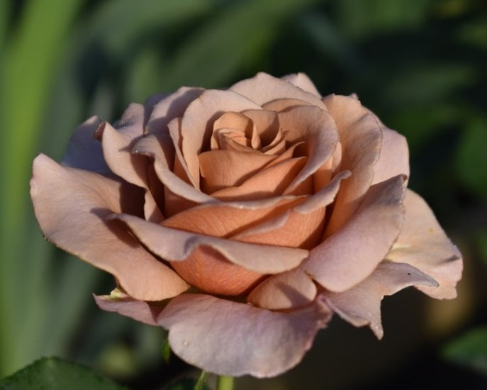 Mocha Rose Plant Seedlings Flower Seeds Perennial Growing Bonsai Corms ...