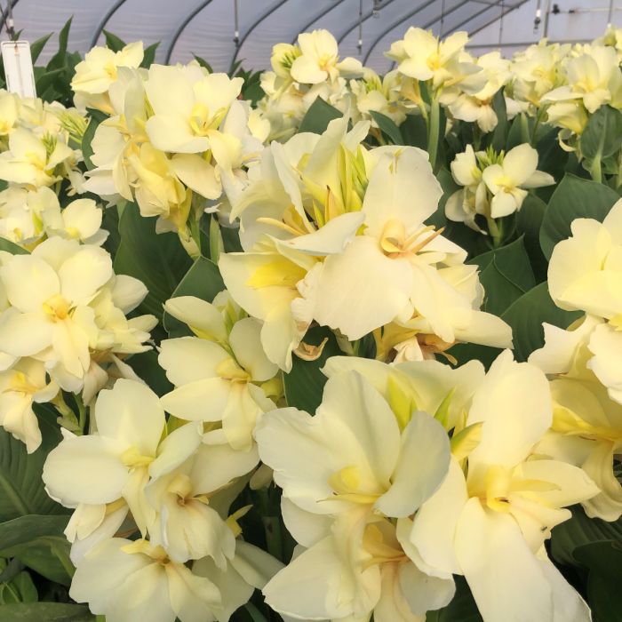 Alaska Canna Bulbs Perennial Growing Bonsai Roots Rhizomes Corms Tubers ...