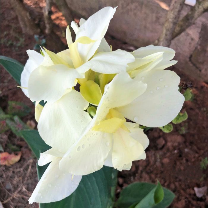 Alaska Canna Bulbs Perennial Growing Bonsai Roots Rhizomes Corms Tubers ...