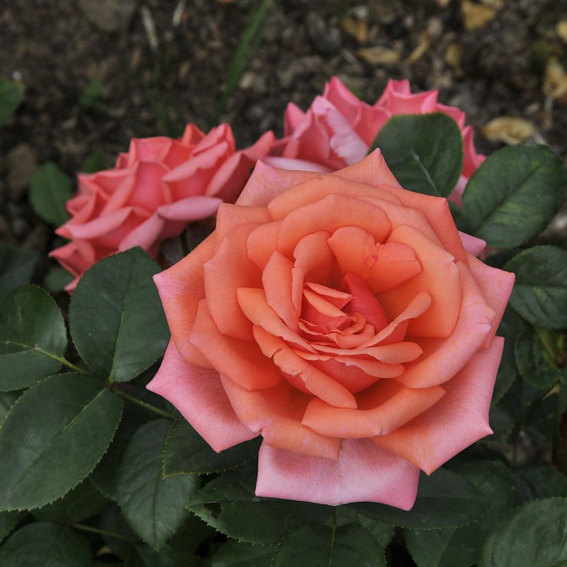 Bermuda Rose Seedlings Flower Seeds Perennial Growing Bonsai Corms ...